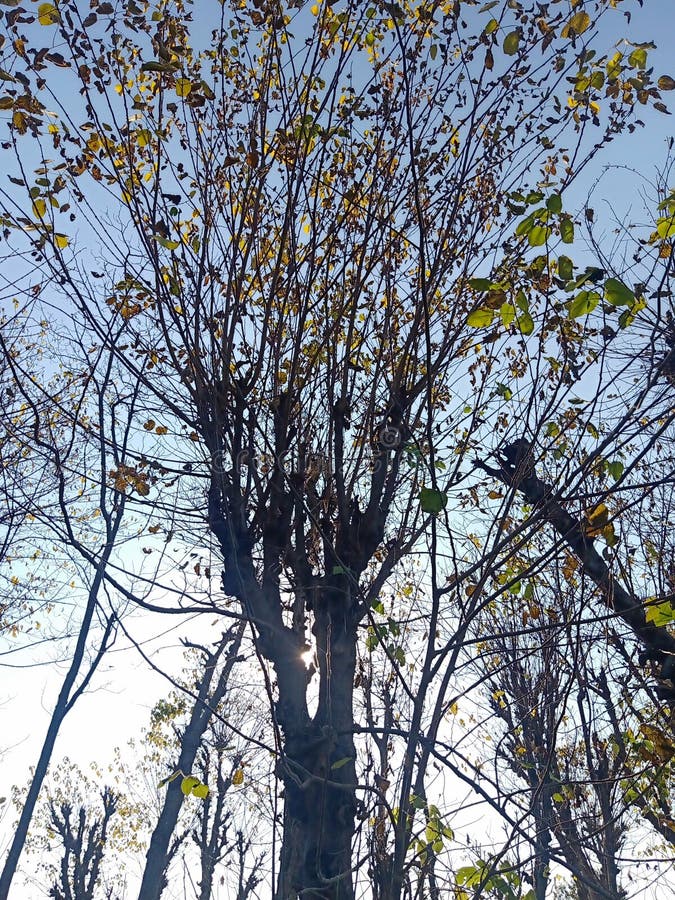 The tree in evening stock image. Image of leaf, tree - 220111589