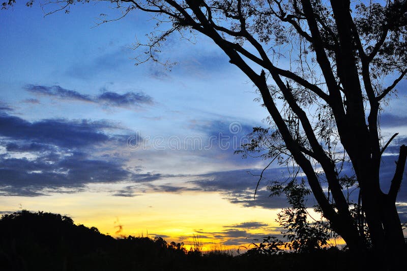 Tree with Twilight stock image. Image of kenya, blue - 102341239