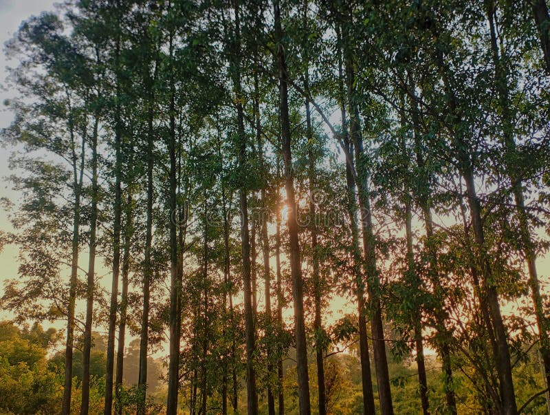 Forest stock image. Image of afternoon, evening, flower - 384302515