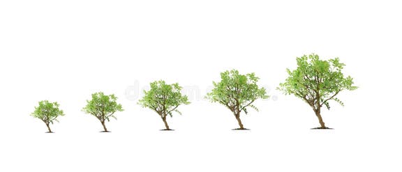 Tree evolution stock image. Image of extension, rise - 14317767