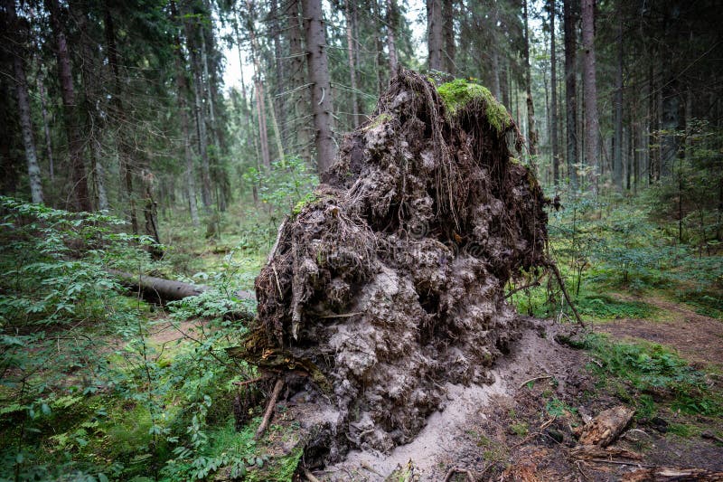 Tree with Exposed Broken Roots, Felled by Wind during Hurricane in ...