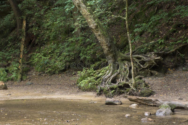 Tree with Exposed Roots by Creek Stock Image - Image of tree, stream ...