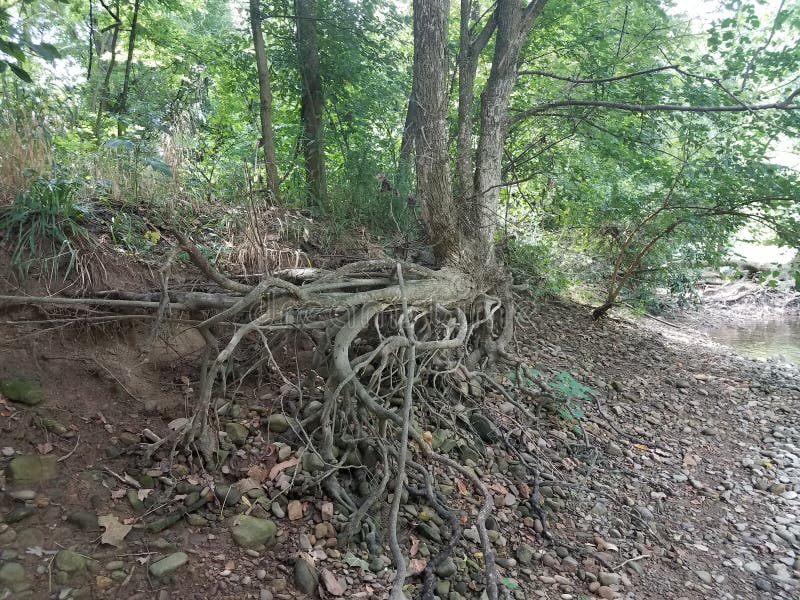 Tree with Exposed Roots and Rocks Stock Image - Image of pebbles ...
