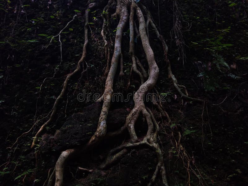 Tree with Exposed Roots and Stream Stock Photo - Image of branch ...