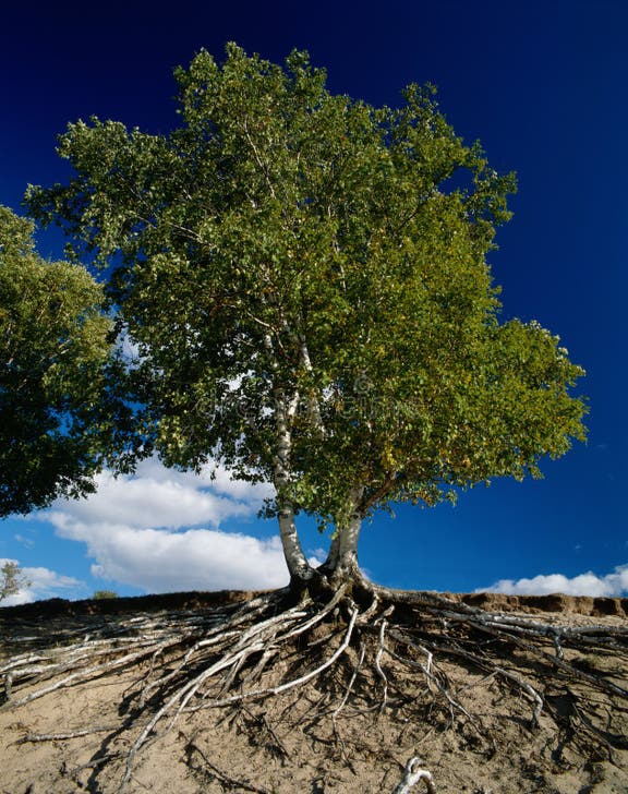 Tree with Exposed Roots Under a Clear Blue Sky Stock Illustration ...