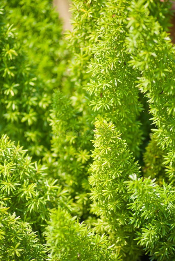 Tree stock photo. Image of green, fantastic, environment - 31536574