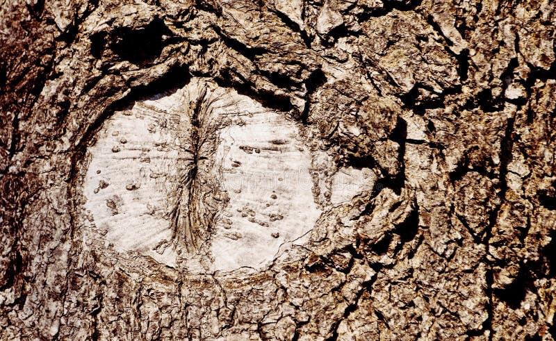 Tree eye stock image. Image of decorative, close, sepia - 199731457
