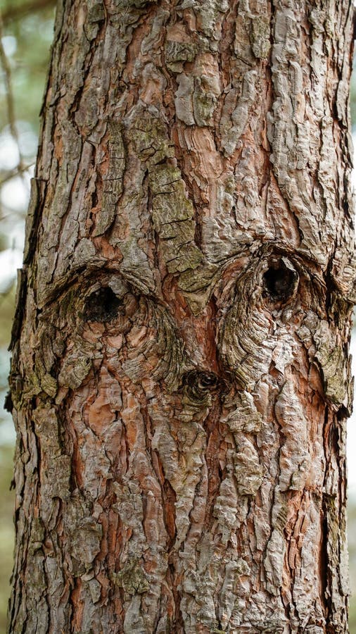 Tree with Eyes, Art of Nature, Growth on a Tree Stock Image - Image of ...