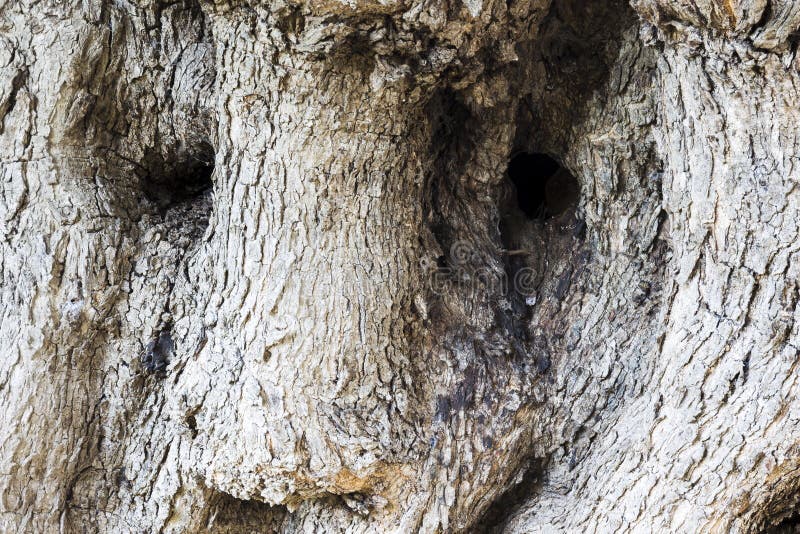 Tree face stock photo. Image of ancient, face, tree, wood - 81072812