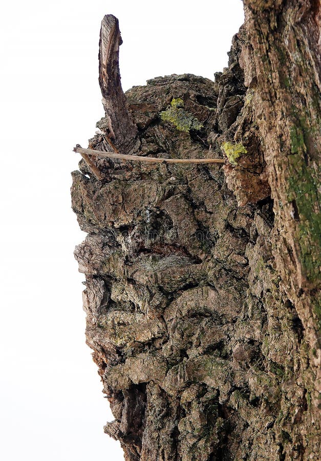 A Tree with the Face of a Devil or a Devil Stock Photo - Image of ...