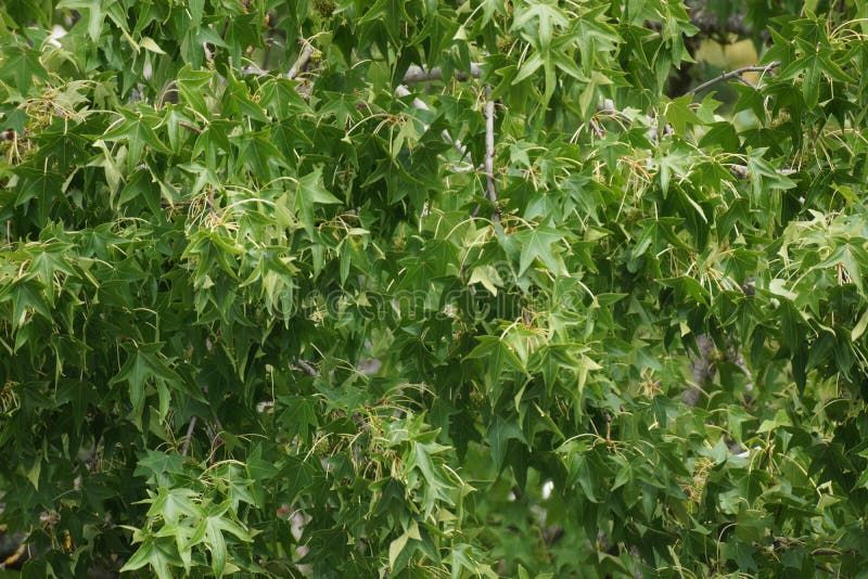 Green Sheets with the Sun, with Small White Flowers Stock Photo - Image ...