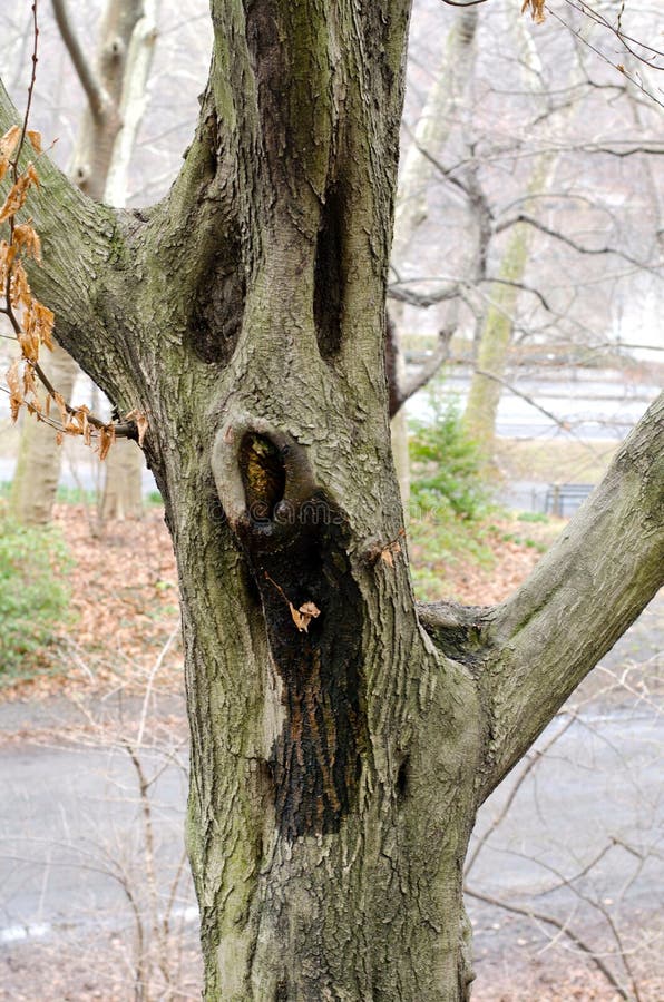 Tree Face stock photo. Image of face, scare, scary, spook - 142241544