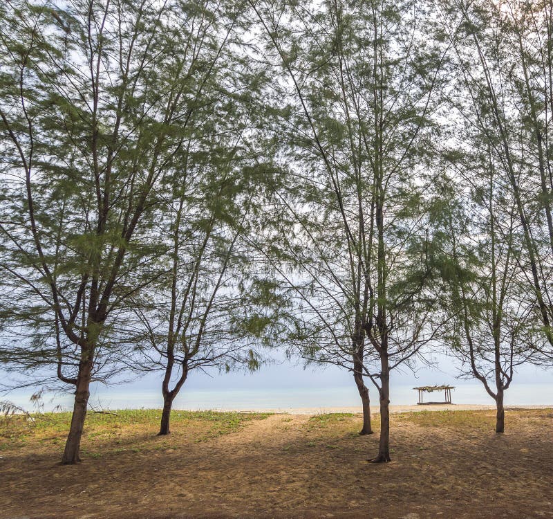 Tree stock photo. Image of wave, beach, skies, green - 39235674