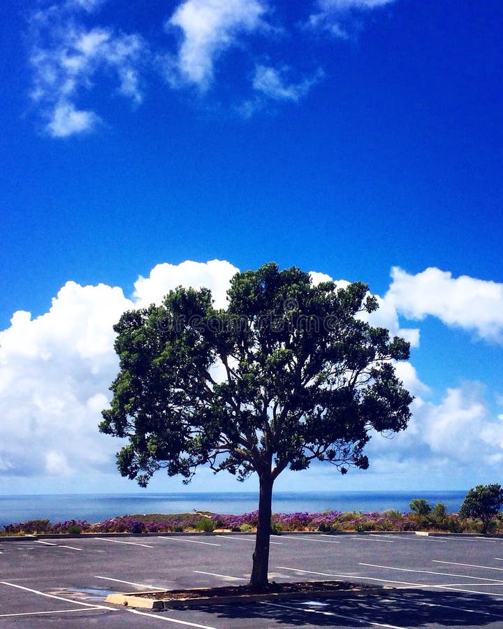 A tree facing the ocean stock photo. Image of parking - 69945056