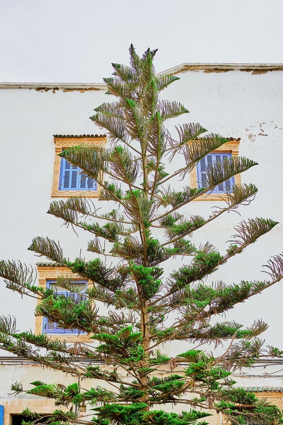 A tree facing the wall stock image. Image of tree, evergreen - 342492701