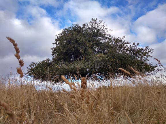 Tree fade the farm wind stock image. Image of fade, wind - 169985193