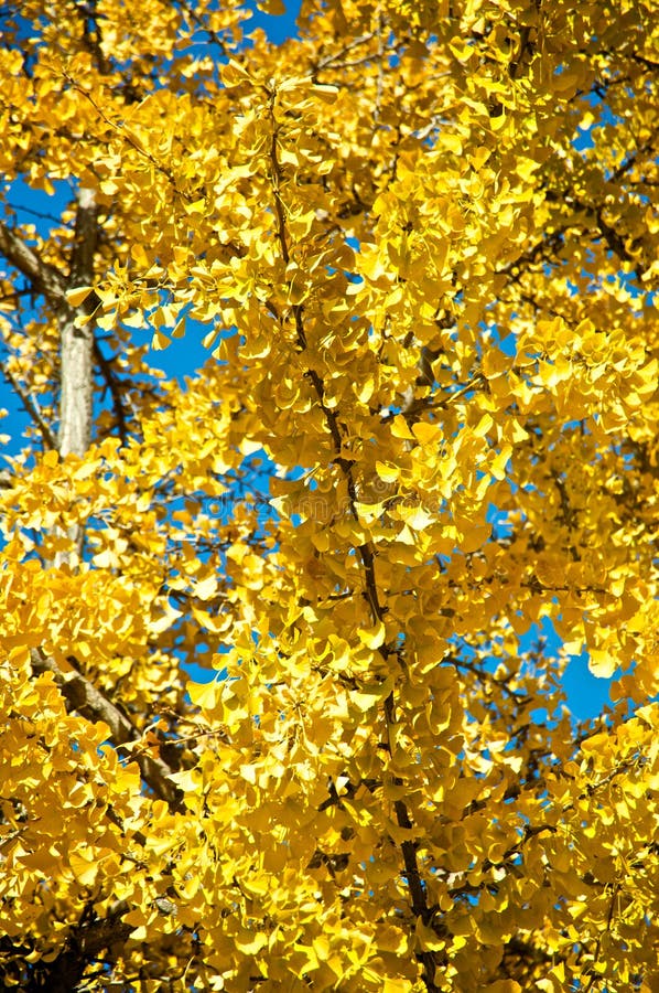 Tree during fall stock photo. Image of sunny, tree, yellow - 12122882