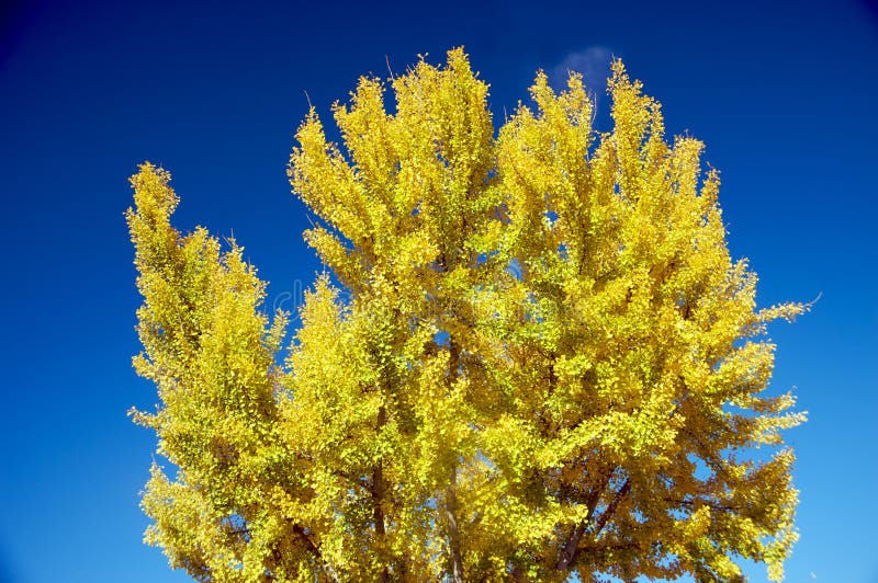 Tree during fall stock photo. Image of sunny, colorful - 12122916