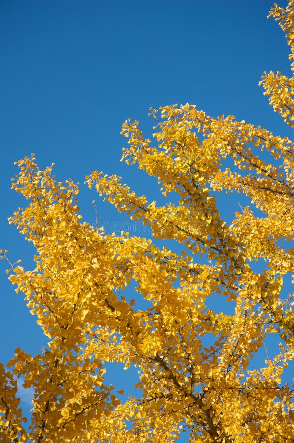 Tree during fall stock image. Image of yellow, clear - 12123021