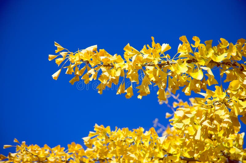Tree during fall stock photo. Image of clear, sunny, leaves - 12123198