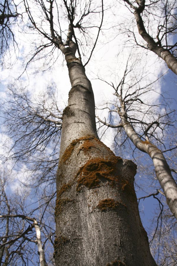 Tree in the fall stock photo. Image of trunk, tree, clouds - 3506324
