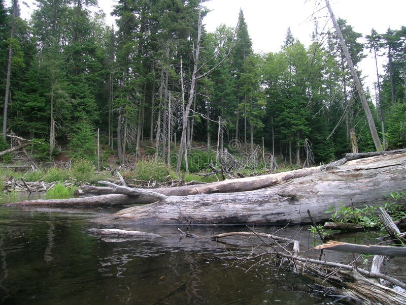 Tree Fall Along an Adirondack Stream Stock Photo - Image of pines, york ...