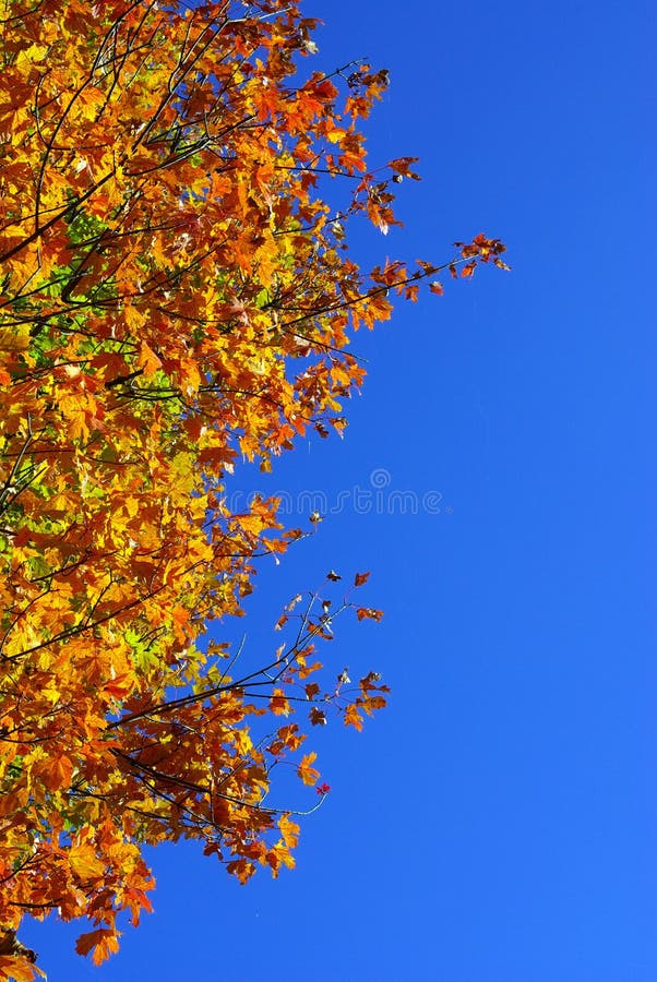 Tree in fall autumn stock image. Image of outdoor, deciduous - 3757573