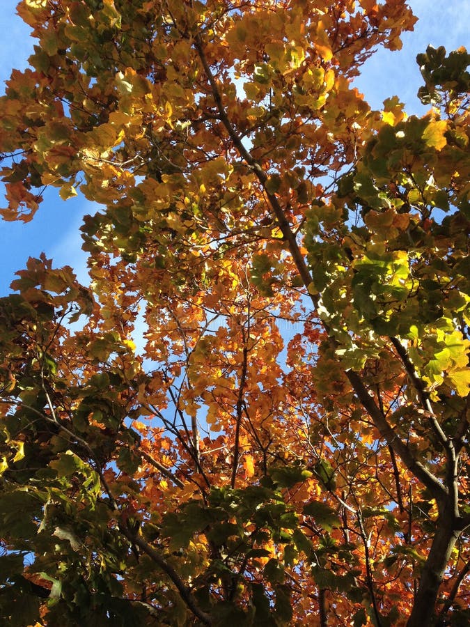 Tree fall stock image. Image of holidays, orange, tree - 46733077