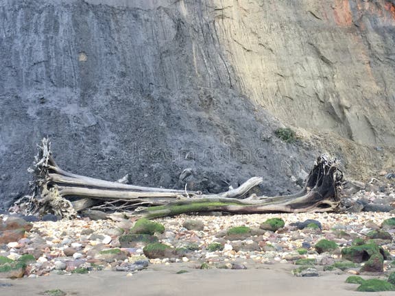 Tree Fall stock photo. Image of fall, effects, tree - 111255250