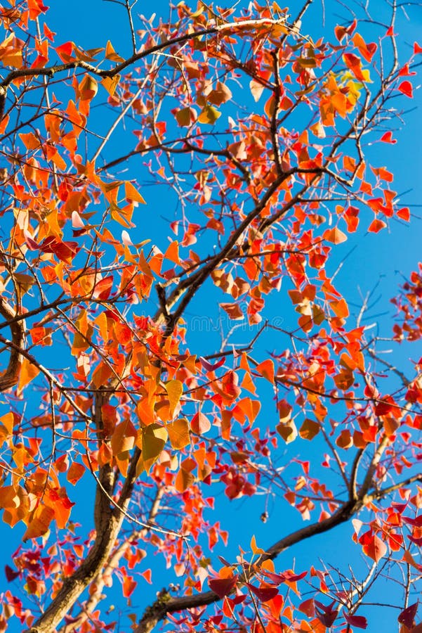 Tree that Fall Foliage and Blue Sky Stock Photo - Image of autumn ...
