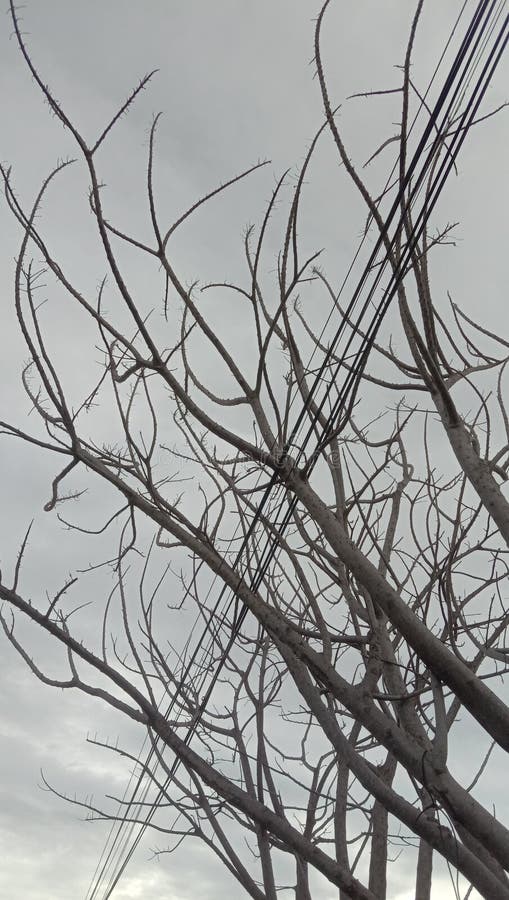 Tree Fall Leaf Stalk Stem Electicity Stock Photo - Image of tree, leaf ...