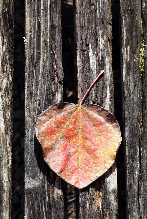 Tree fall leaf stock image. Image of plant, brown, float - 35371819