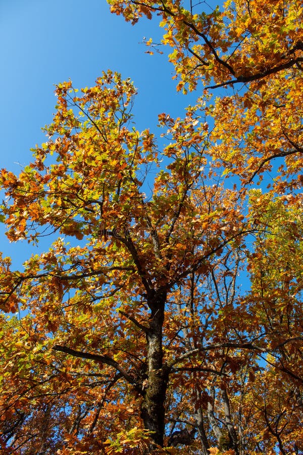A Tree in the Fall. a Natural Autumn Concept Stock Photo - Image of ...