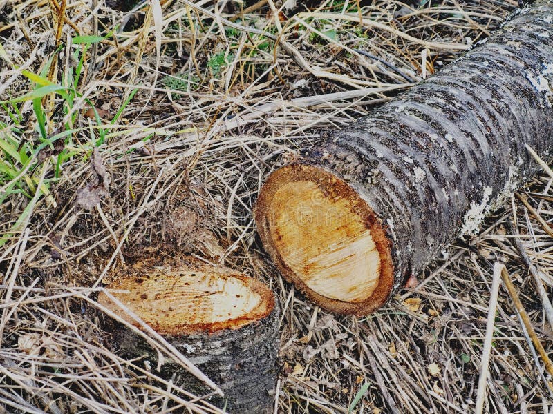 Tree Cutted Down with a Chainsaw Stock Image - Image of tree, food ...