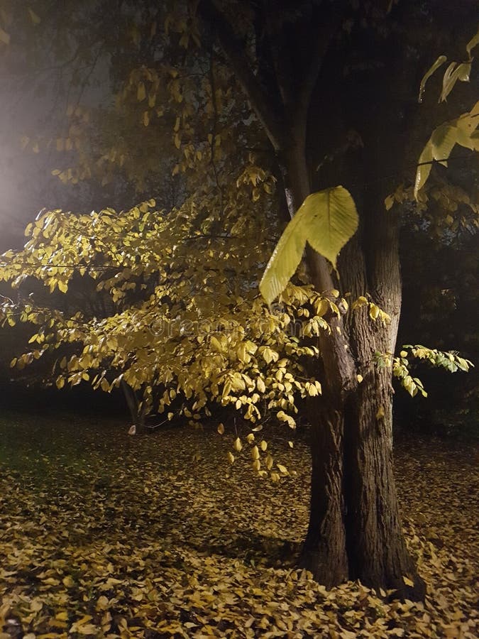 Tree Fall Night Moon Night Light Outdoors Stock Photo - Image of ...