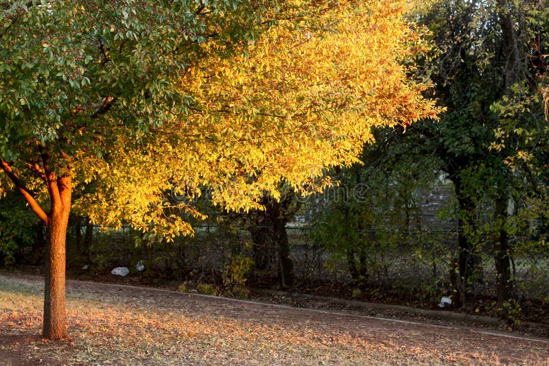 Tree in Fall Oklahoma Golden Hour Light Outside Stock Photo - Image of ...