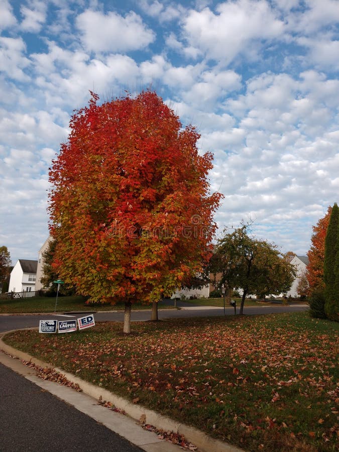 4,462 Puffy Tree Photos - Free & Royalty-Free Stock Photos from Dreamstime