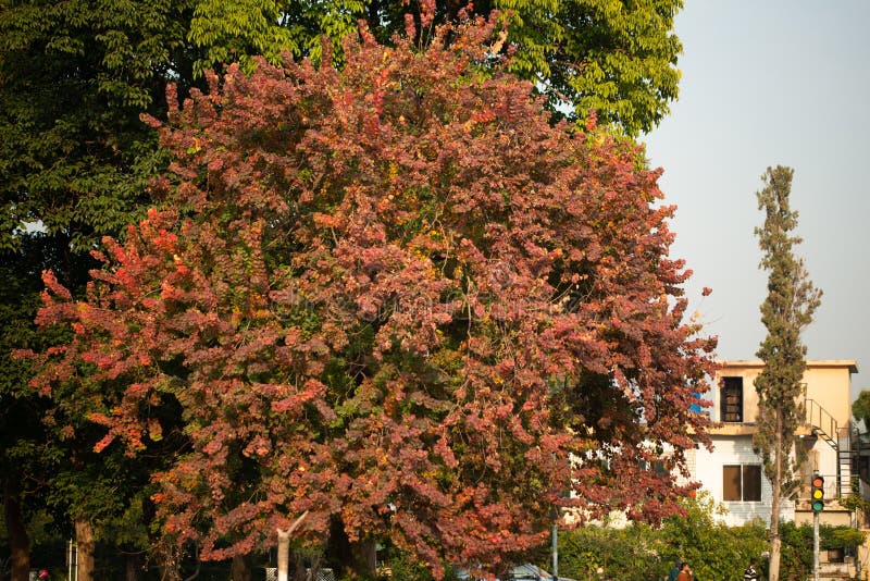 Tree in the Fall Season on the Road in Islamabad, Pakistan Stock Photo ...