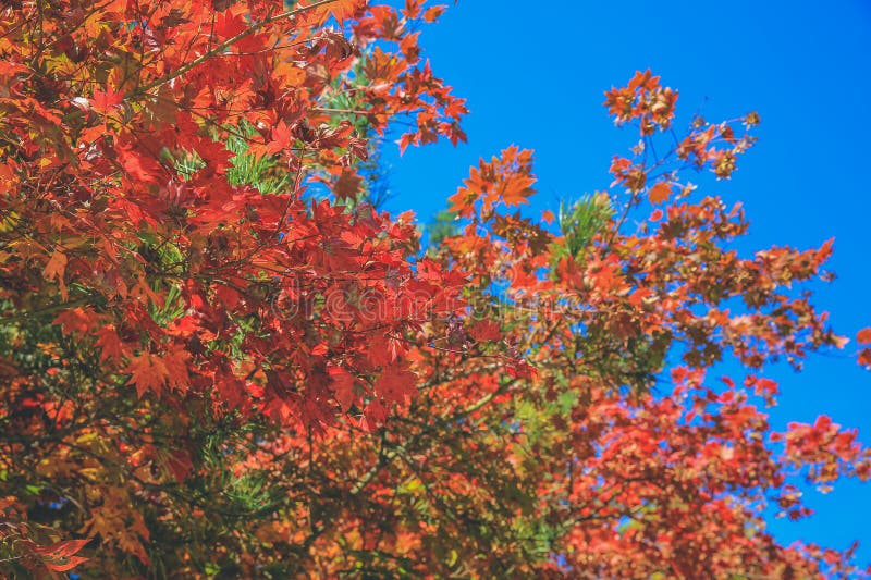 The Tree at Fall Season at Shirakawa Go, Japan Stock Image - Image of ...
