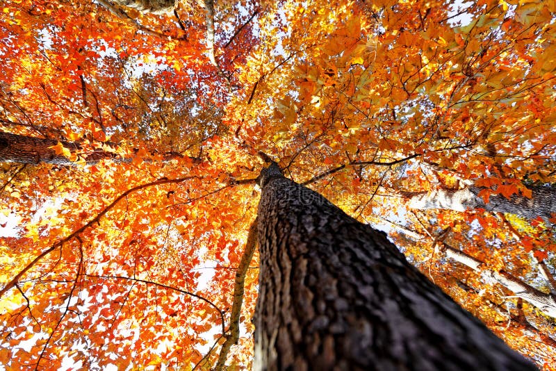 Tree in the Fall with the Sun Shining through Stock Photo - Image of ...