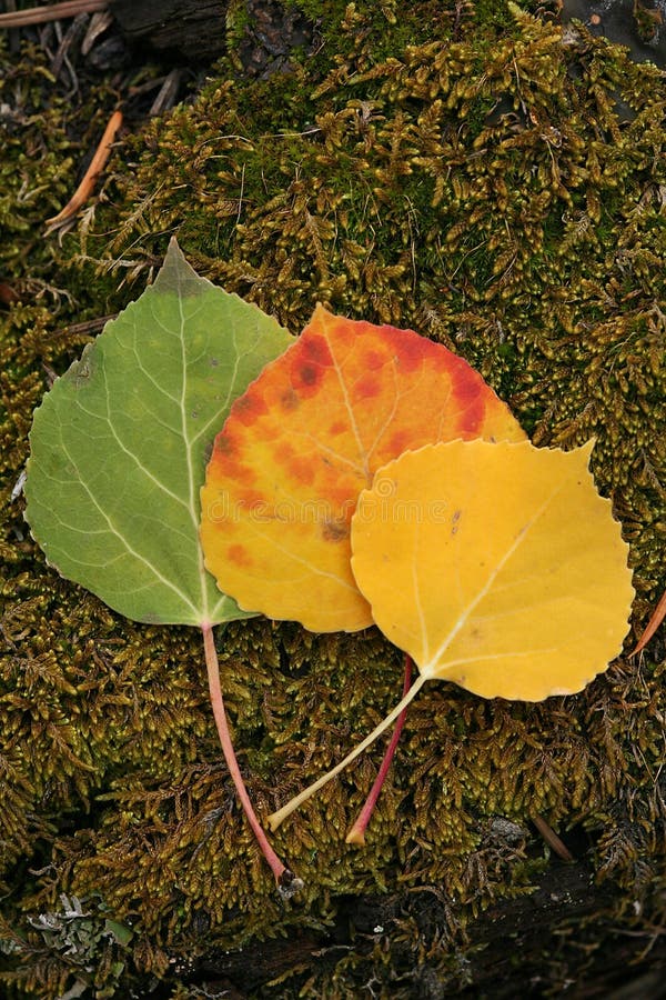 Tree Fall Time Aspen Leaves Stock Image - Image of pine, moss: 1335105