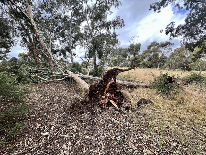 Tree fallen across a road stock image. Image of australia - 261235197 Tree fallen across a road stock image. Image of australia - 261235197