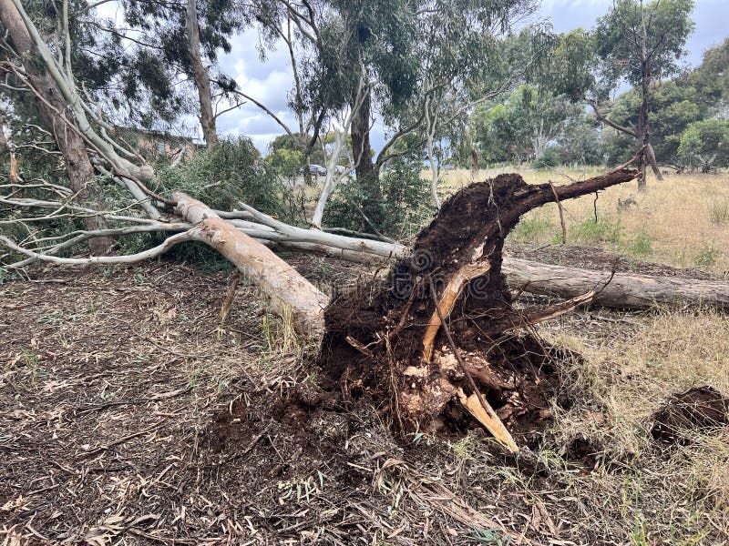 Tree fallen across a road stock image. Image of damaged - 261235207