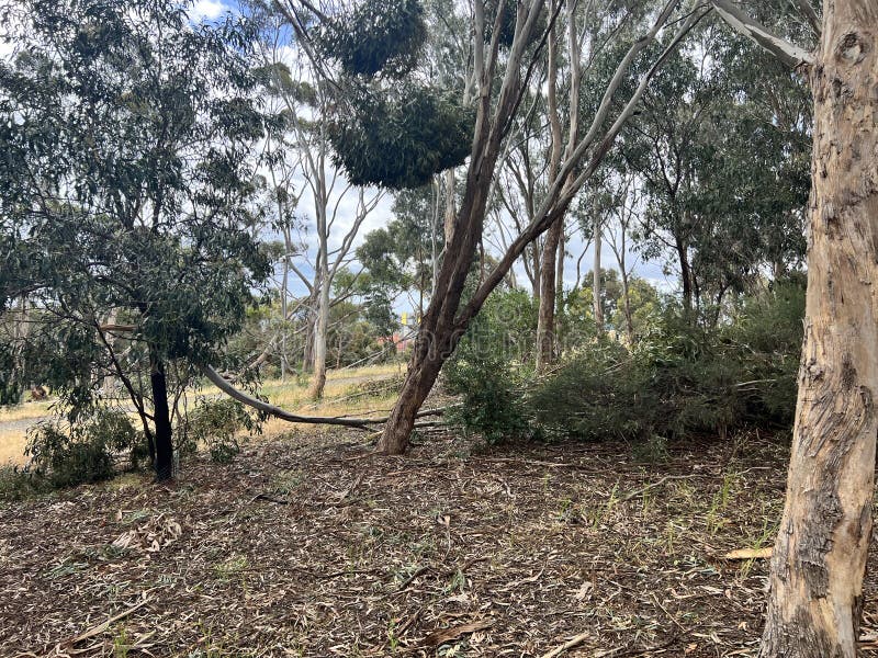Tree fallen across a road stock photo. Image of direction - 261235210