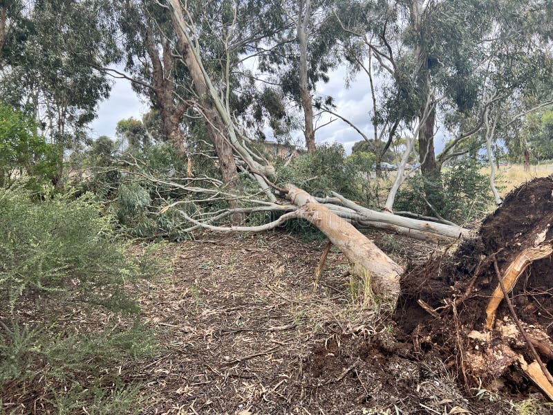 Tree fallen across a road stock image. Image of growth - 261235213 Tree fallen across a road stock image. Image of growth - 261235213
