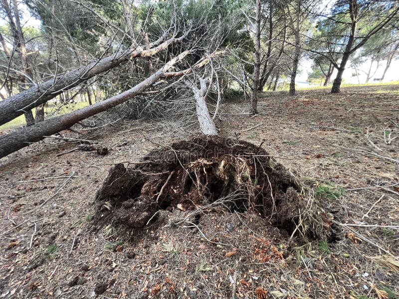 Tree fallen across a road stock image. Image of driving - 261483079