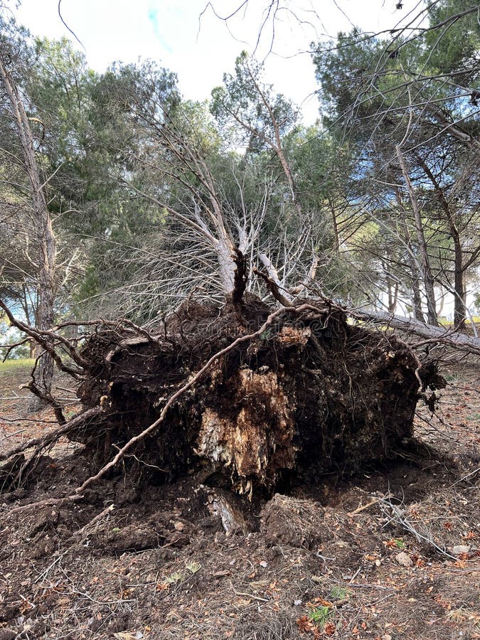 Tree fallen across a road stock photo. Image of growing - 261483098 Tree fallen across a road stock photo. Image of growing - 261483098
