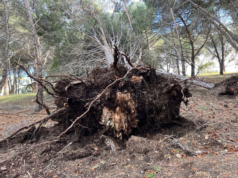 Tree fallen across a road stock image. Image of fallen - 261483105 Tree fallen across a road stock image. Image of fallen - 261483105