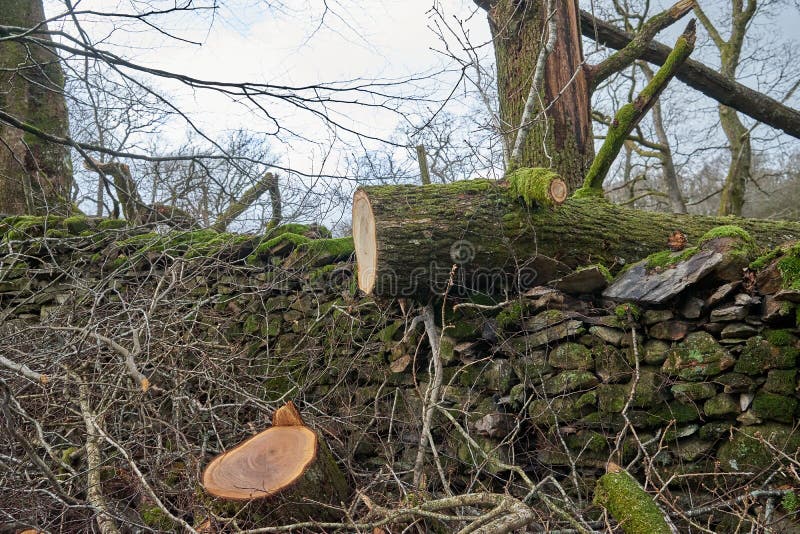 Tree fallen across wall stock photo. Image of storm - 238440872