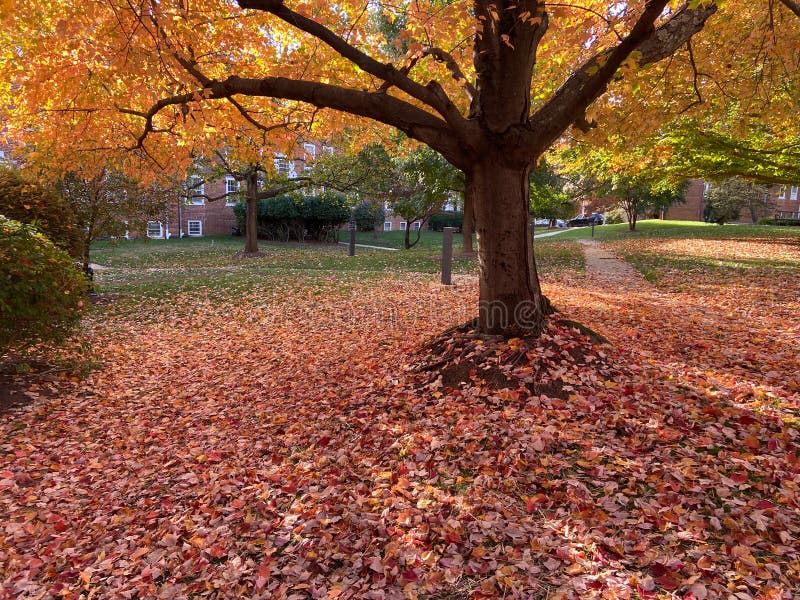 Tree and Fallen Leaves in the Neighborhood Stock Image - Image of ...